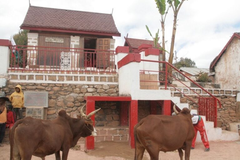 La place du zébu à Madagascar, entre traditions, rites et histoires